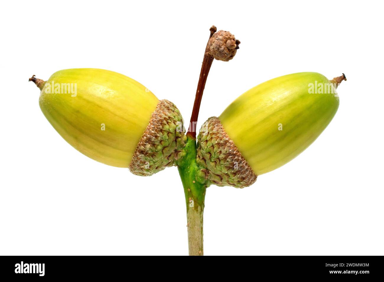 English Oak or Pedunculate Oak (quercus robur), close up still life of ...