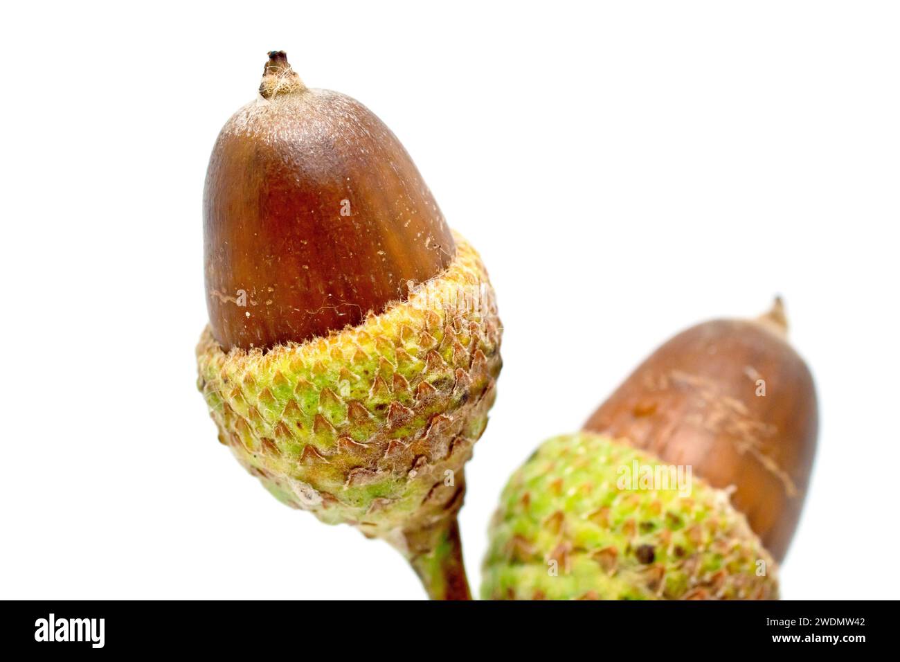Still life with acorns hi-res stock photography and images - Alamy