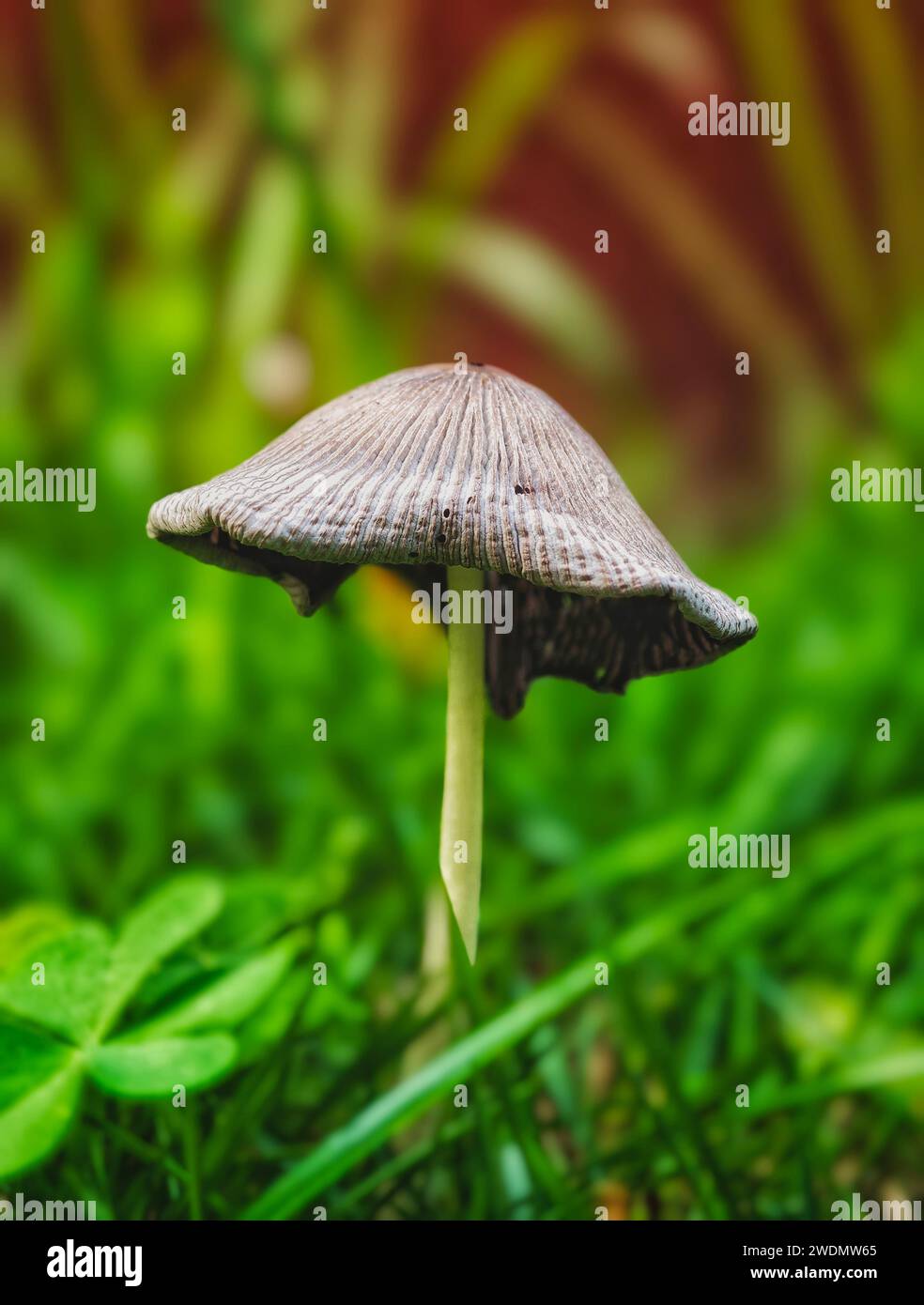 A unique mushroom with a quirky hat growing on a slender stalk amidst ...
