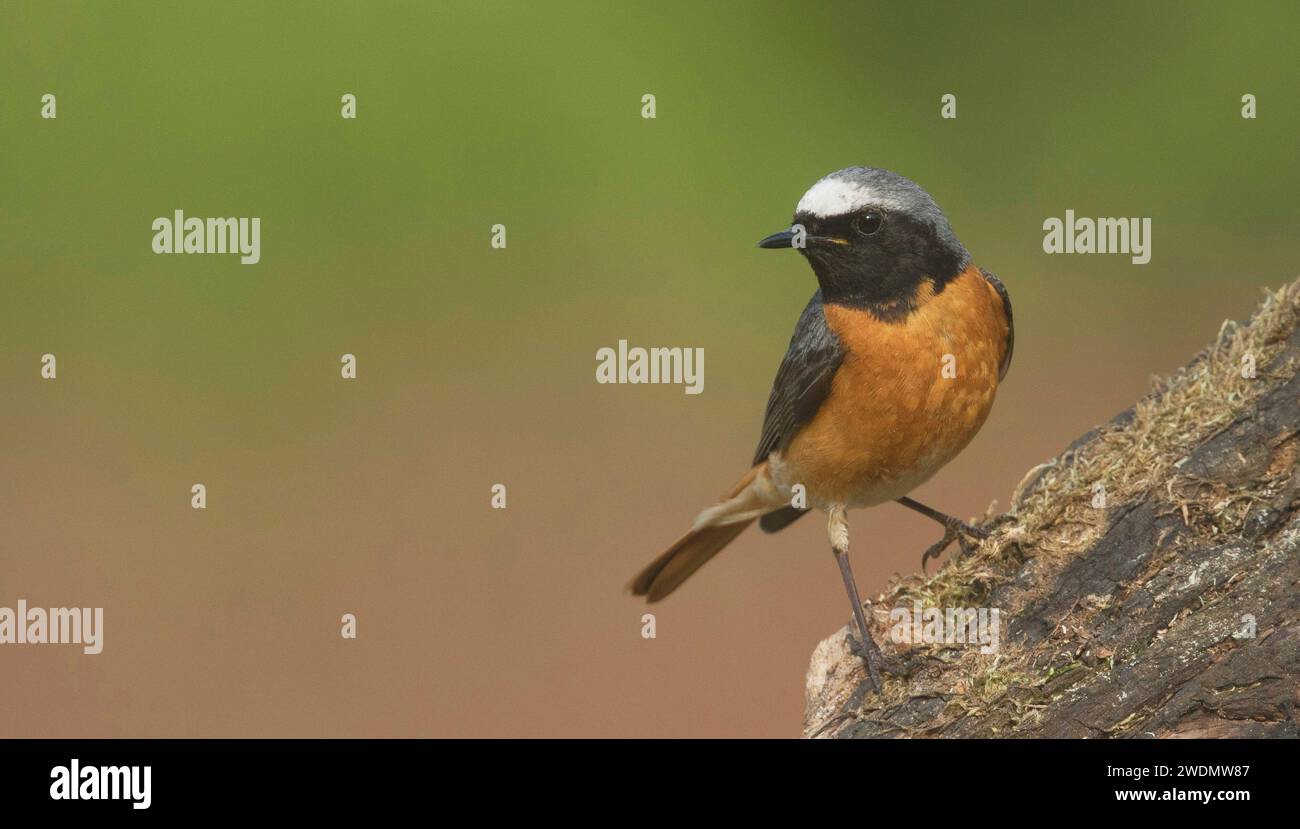 Male black redstart perched hi-res stock photography and images - Alamy