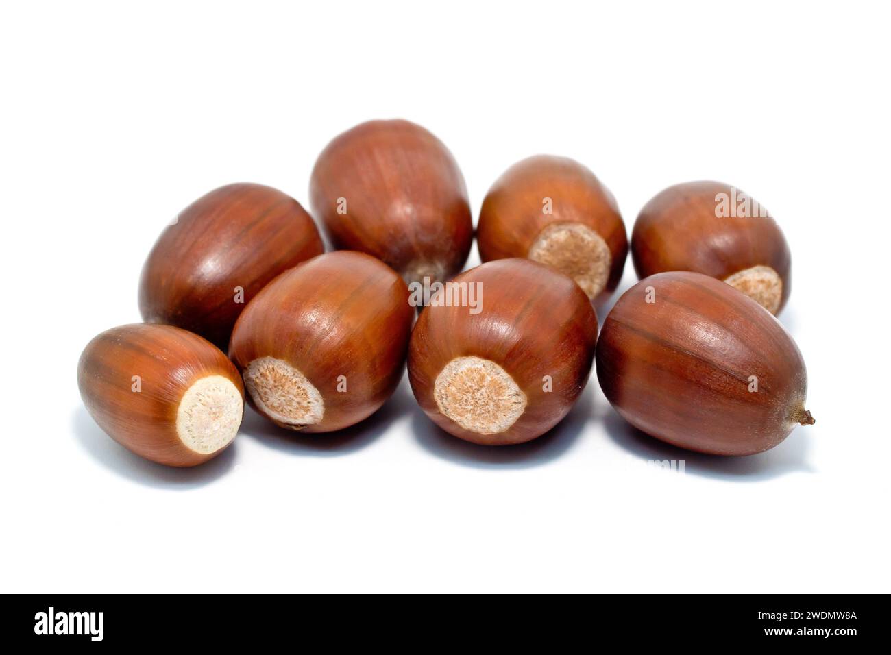 English oak fruit acorn Cut Out Stock Images & Pictures - Alamy