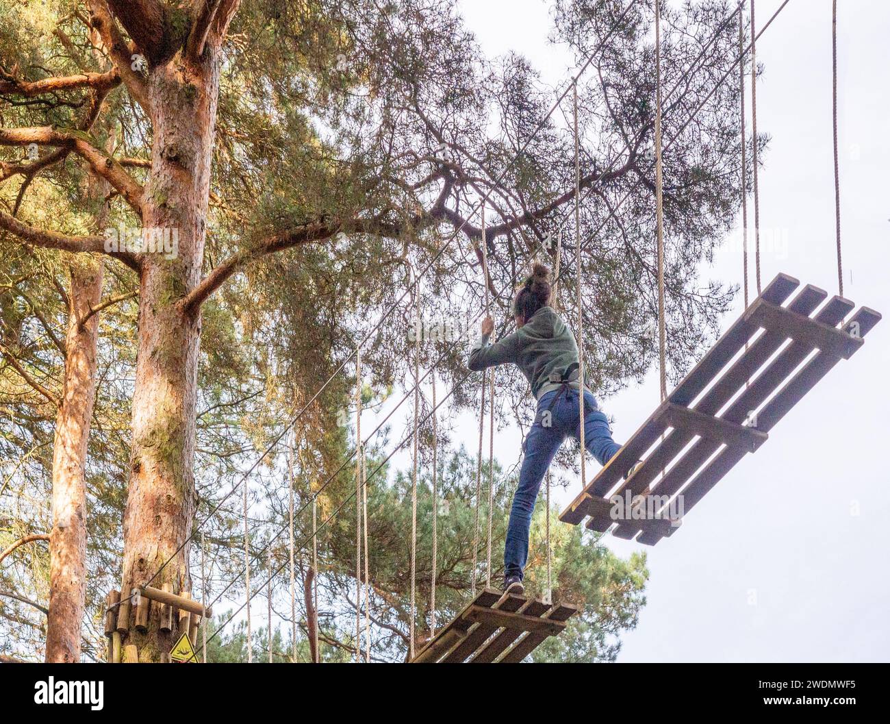 Great Ape at Delamere Forrest, Delamere, Cheshire. January 16th 2022 ...
