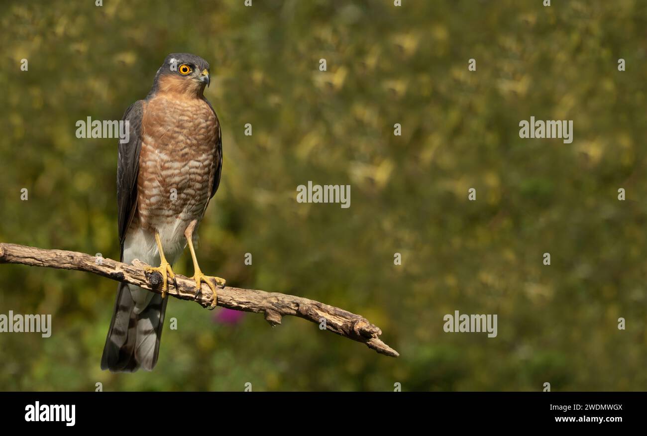 Blue male sparrow hawk hi-res stock photography and images - Alamy