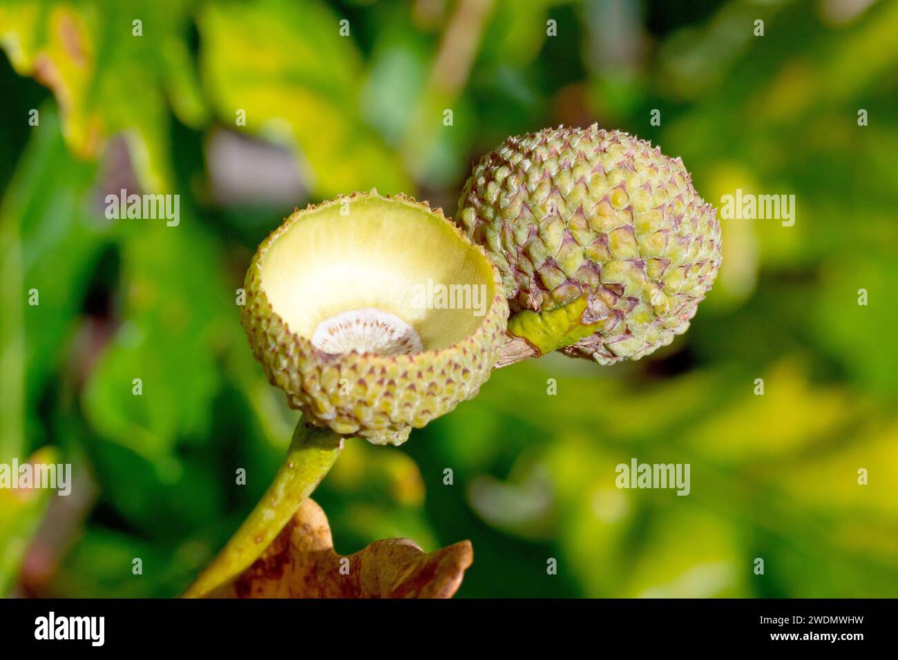 English Oak or Pedunculate Oak (quercus robur), close up showing a ...