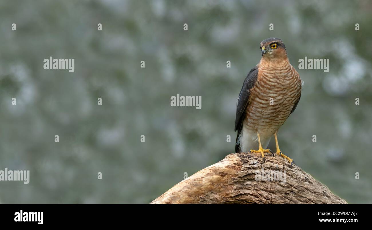 Blue male sparrow hawk hi-res stock photography and images - Alamy