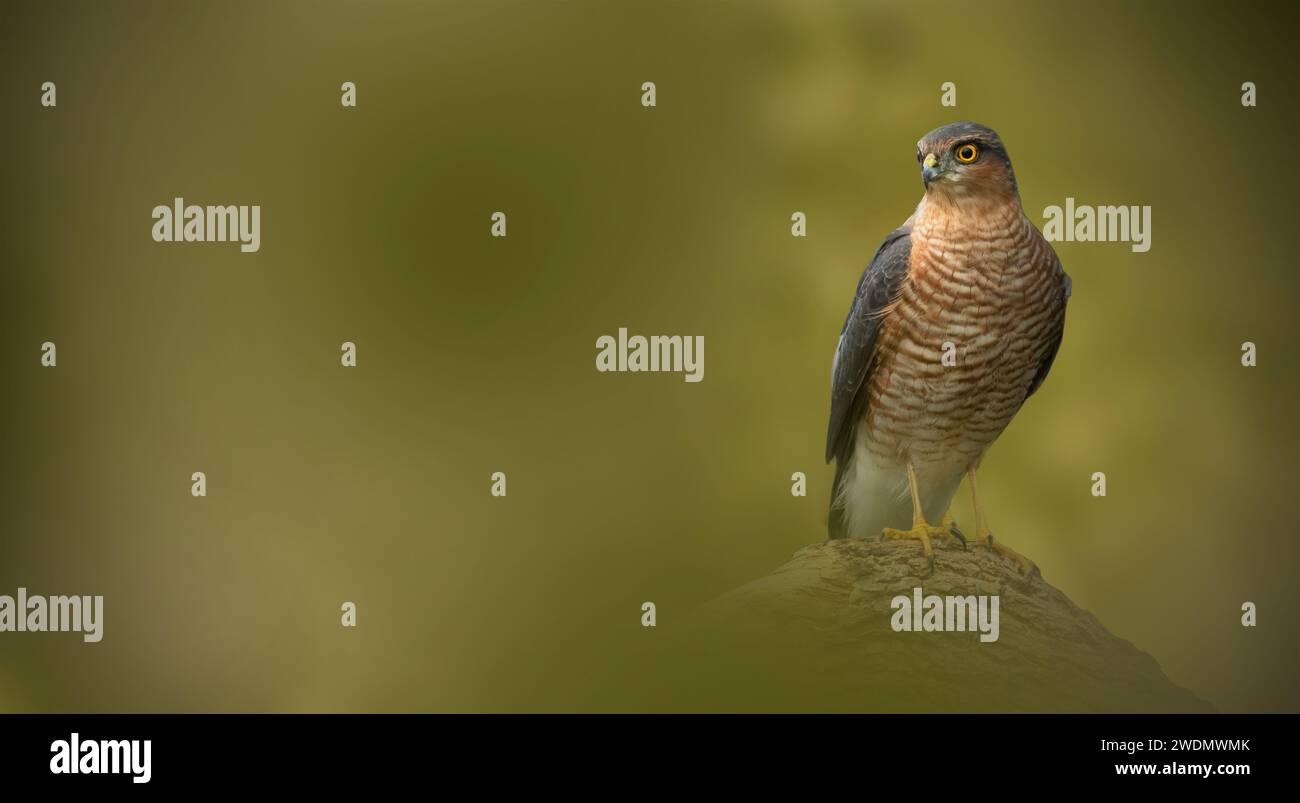 Blue male sparrow hawk hi-res stock photography and images - Alamy