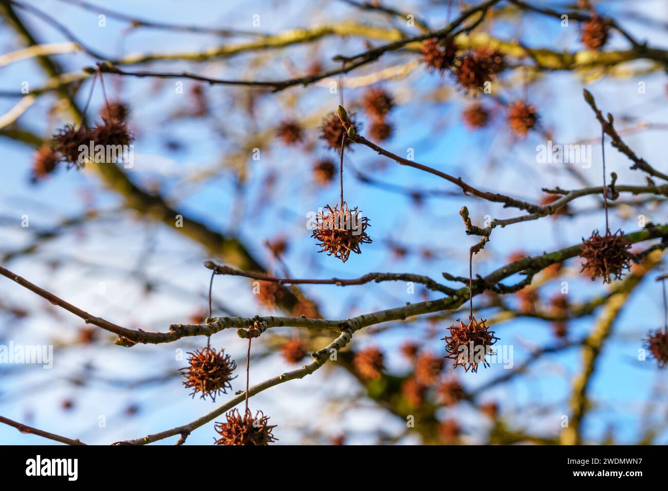 American sweetgum prickly nuts or seeds on a liquidambar styraciflua ...