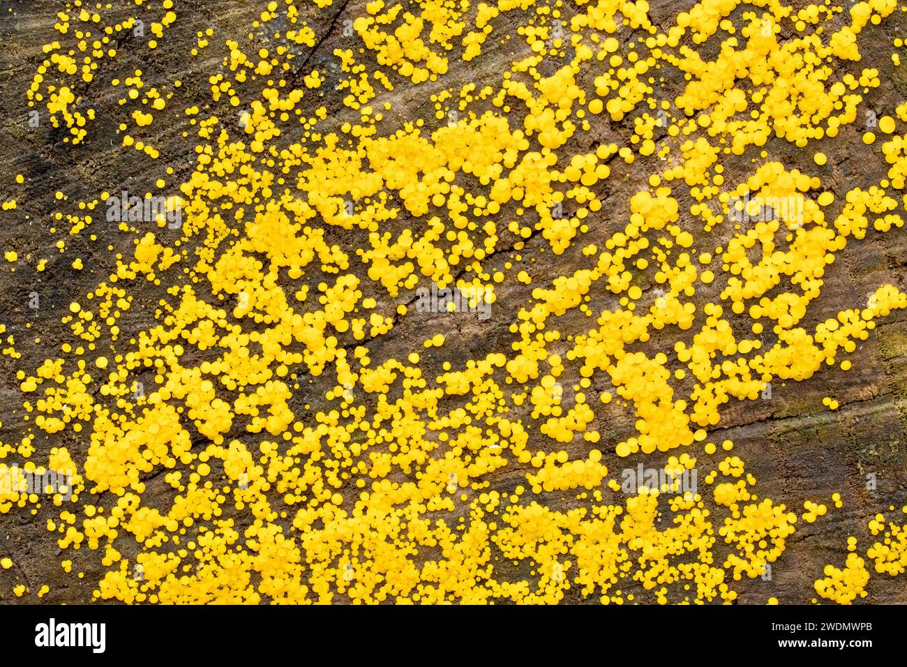 Lemon Disco (bisporella citrina), close up of a mass of the tiny yellow ...