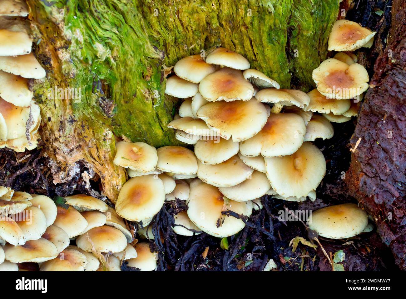 Sulphur or Sulfur Tuft (hypholoma fasciculare), close up of a mass of ...