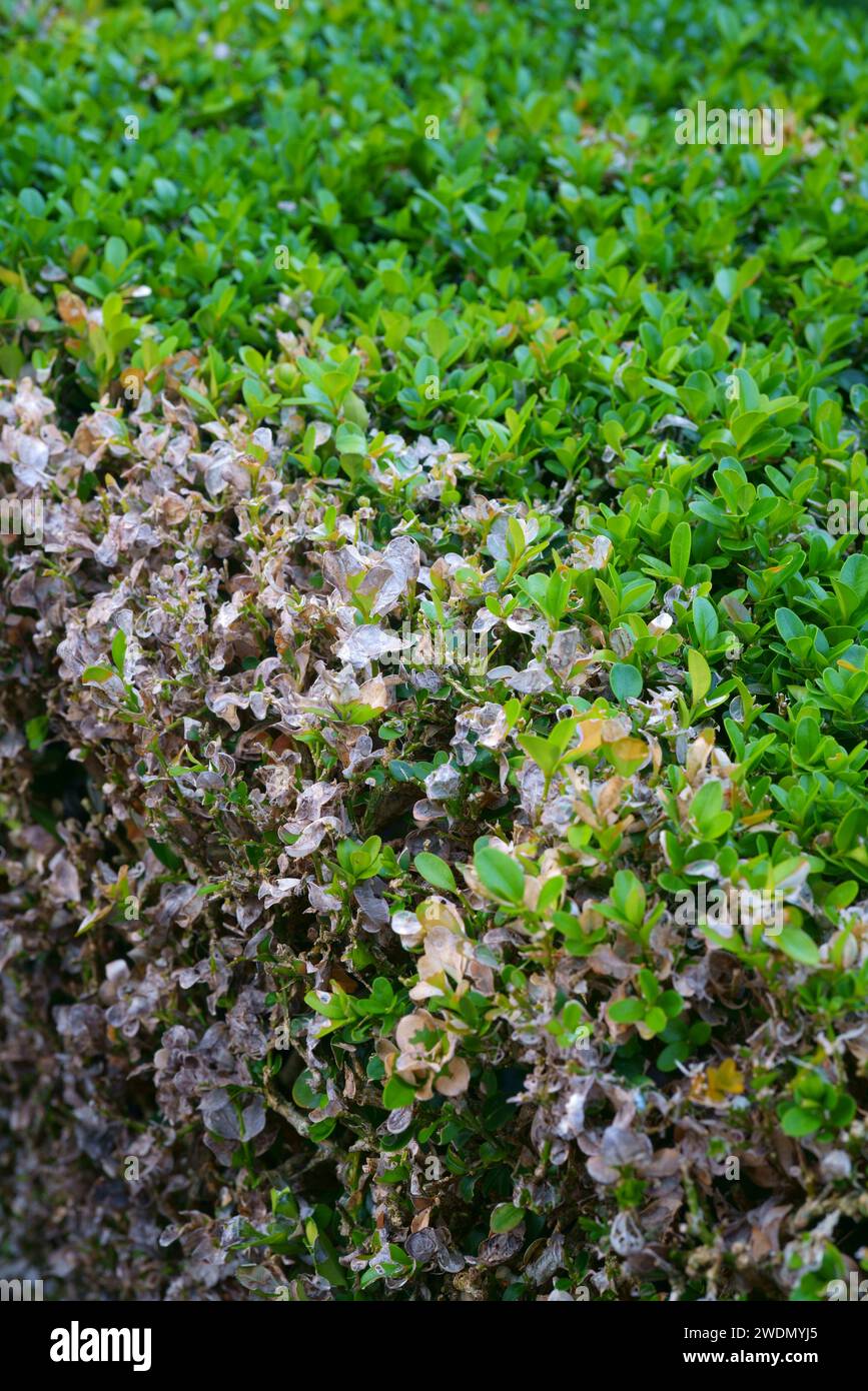 Box blight hi-res stock photography and images - Alamy