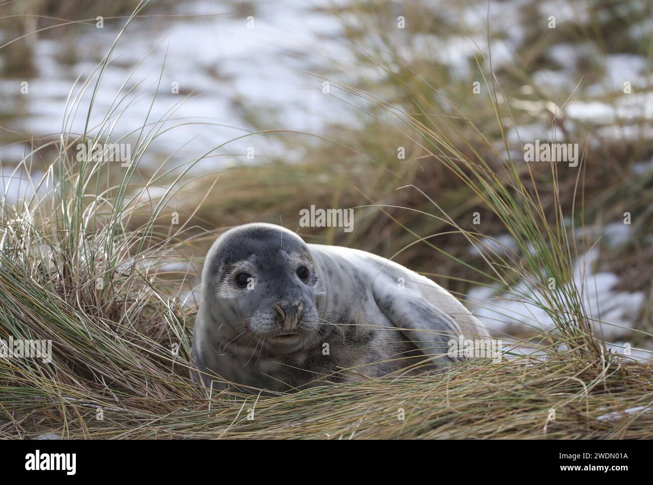 A Grey Seal pup pictured in the sand dunes covered in snow in Winter on ...