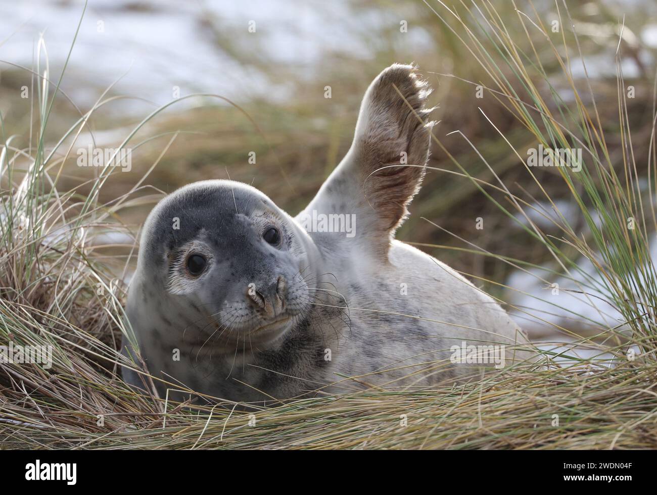 A Grey Seal pup pictured in the sand dunes covered in snow in Winter on ...