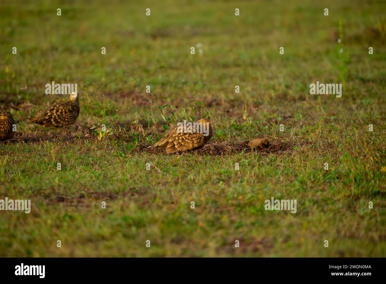 A group of five adorable birds, three adults and two young ones, are ...