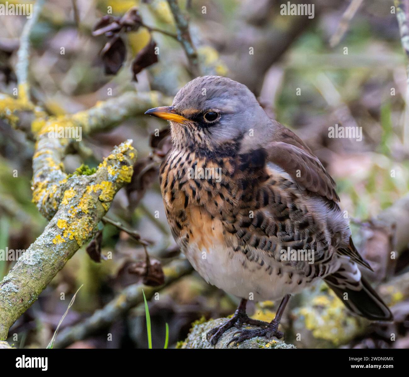 Birds eating seeds uk ground hi-res stock photography and images - Alamy