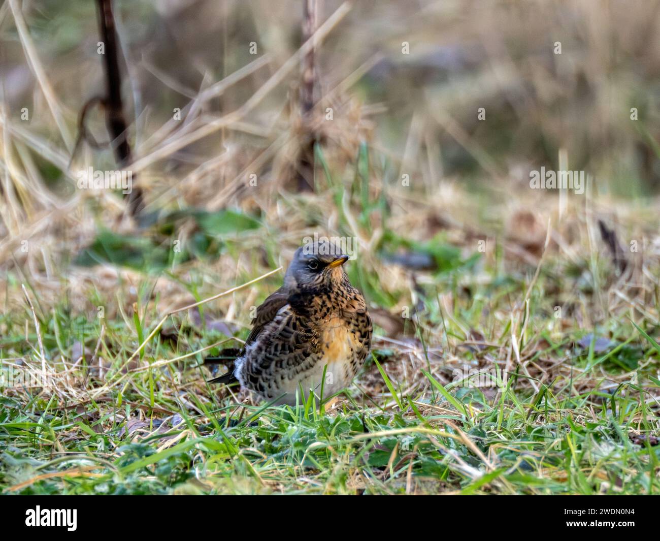 Birds eating seeds uk ground hi-res stock photography and images - Alamy