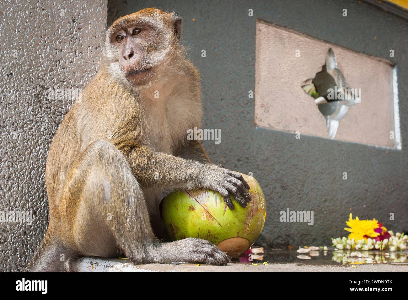 Macaque monkey eating coconut on the staircase to Batu caves, a major ...