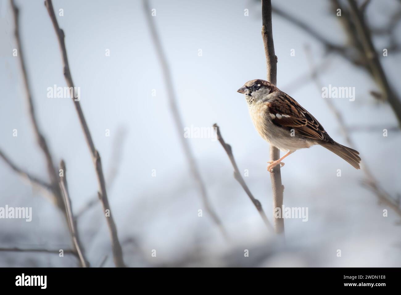 Sparrow sitting on branch spring hi-res stock photography and images ...