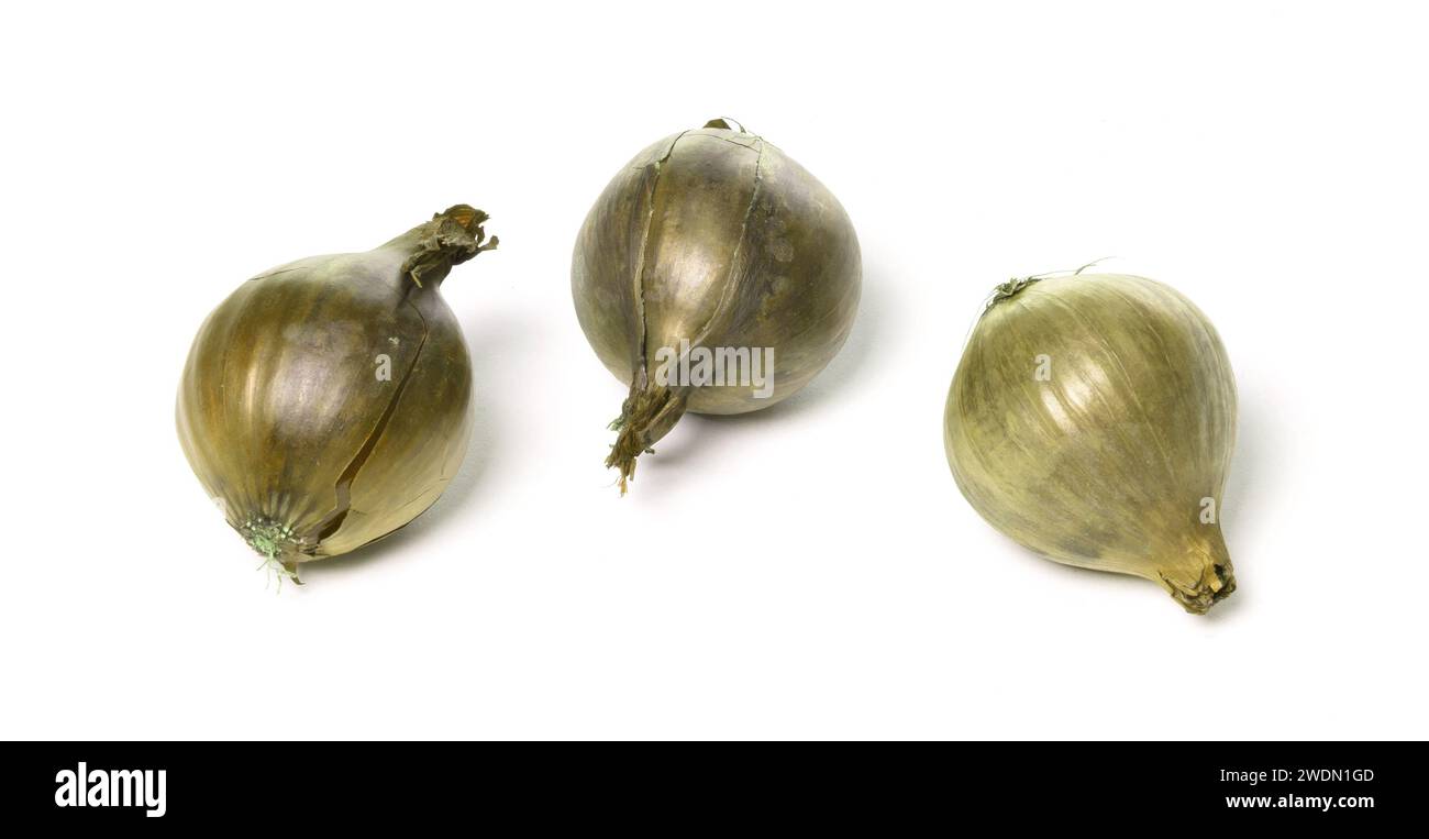 Weird green onions, isolated on a white background Stock Photo - Alamy