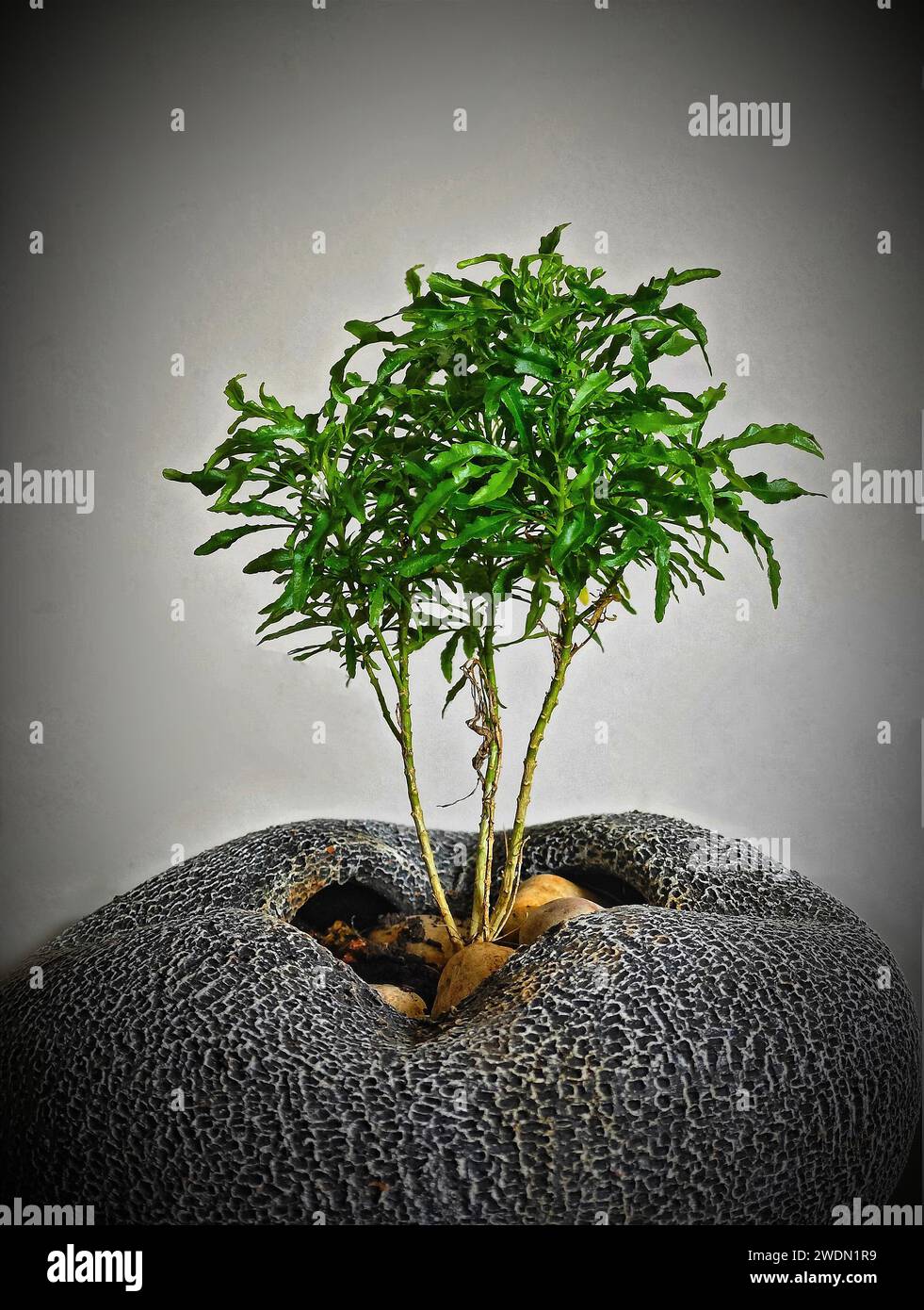 A miniature tree planted in a compact pot placed on a sleek black table ...