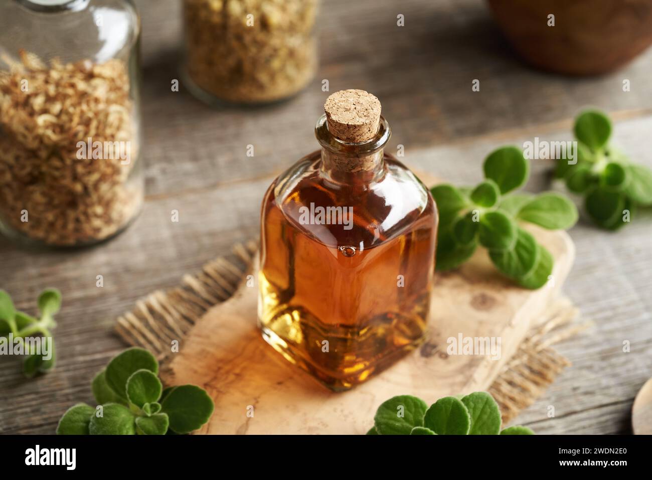 A bottle of herbal tincture for common cold with fresh Plectranthus ...