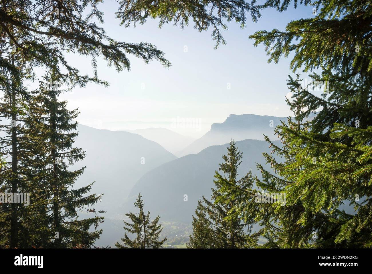 View of Alpine mountains veiled in mist and framed by evergreen trees ...