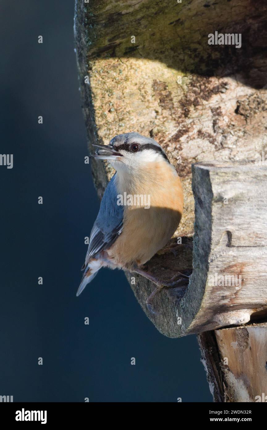 Sitta europaea aka Eurasian nuthatch with the seed in his beak in his ...
