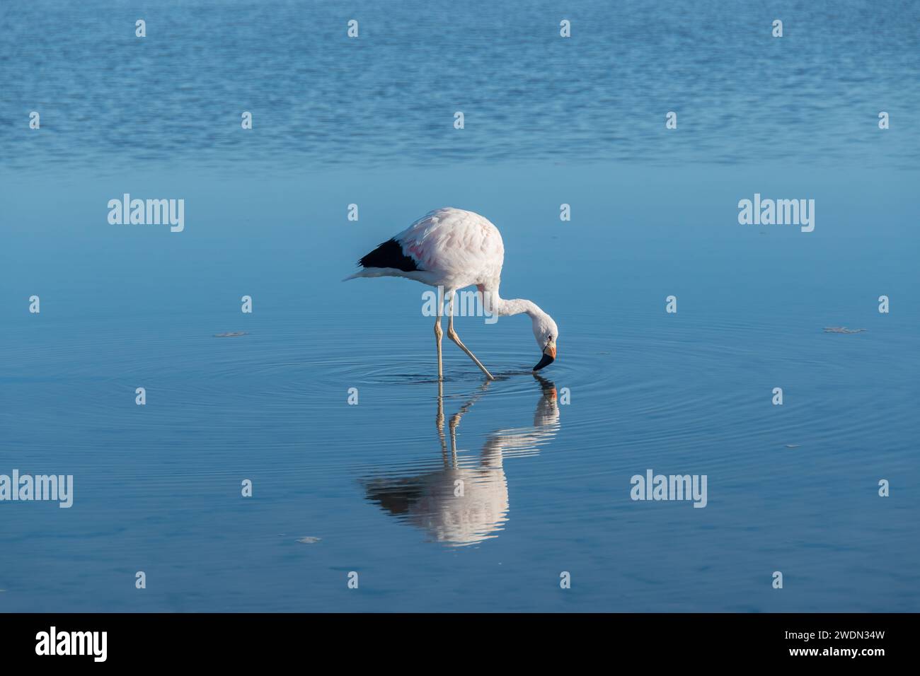 Salar de Atacama, Chile Stock Photo - Alamy