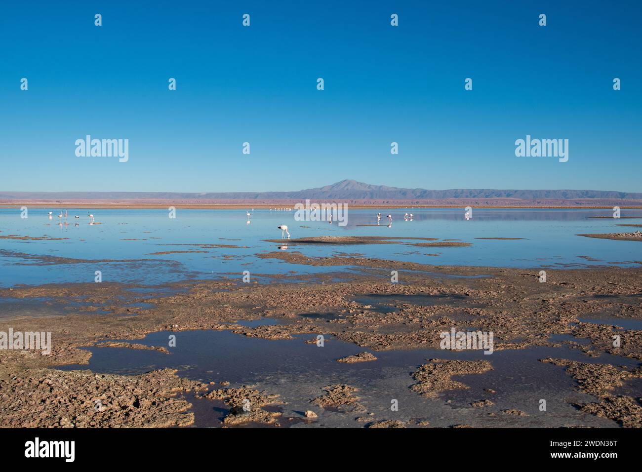 Salar de Atacama, Chile Stock Photo - Alamy