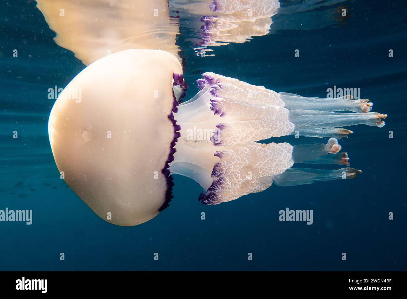 Close-up of a jellyfish displaying its elegant fins and captivating ...
