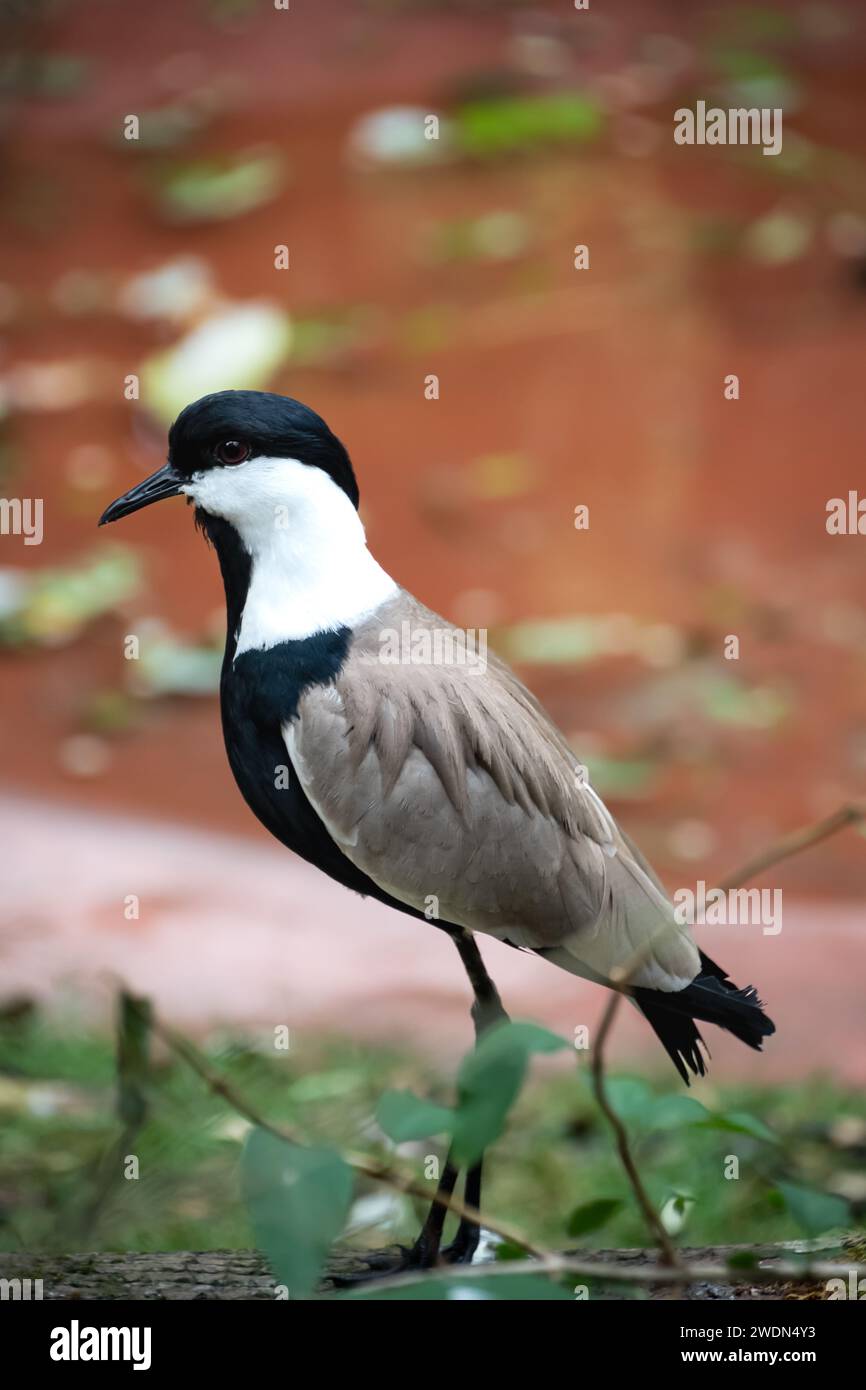 Close-up full body profile shot of a spur winged lapwing perched in a ...