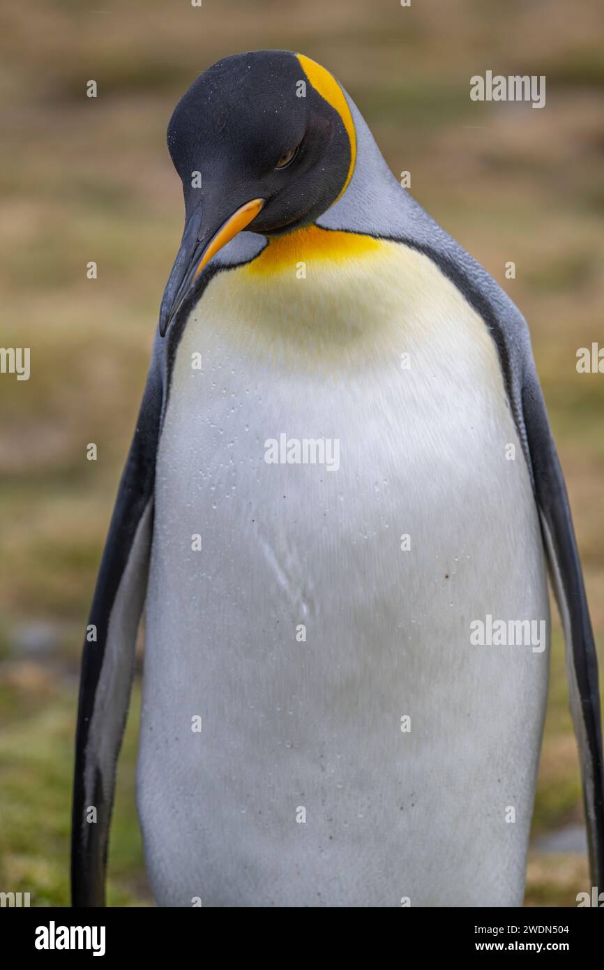Some ice pellets, wind and snow, King Penguins share space with ...