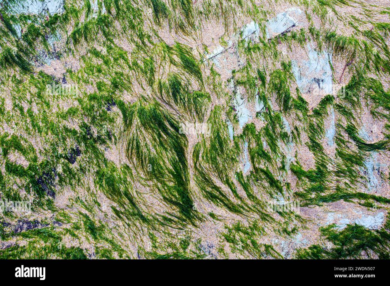 Grasses fronds nature hi-res stock photography and images - Alamy