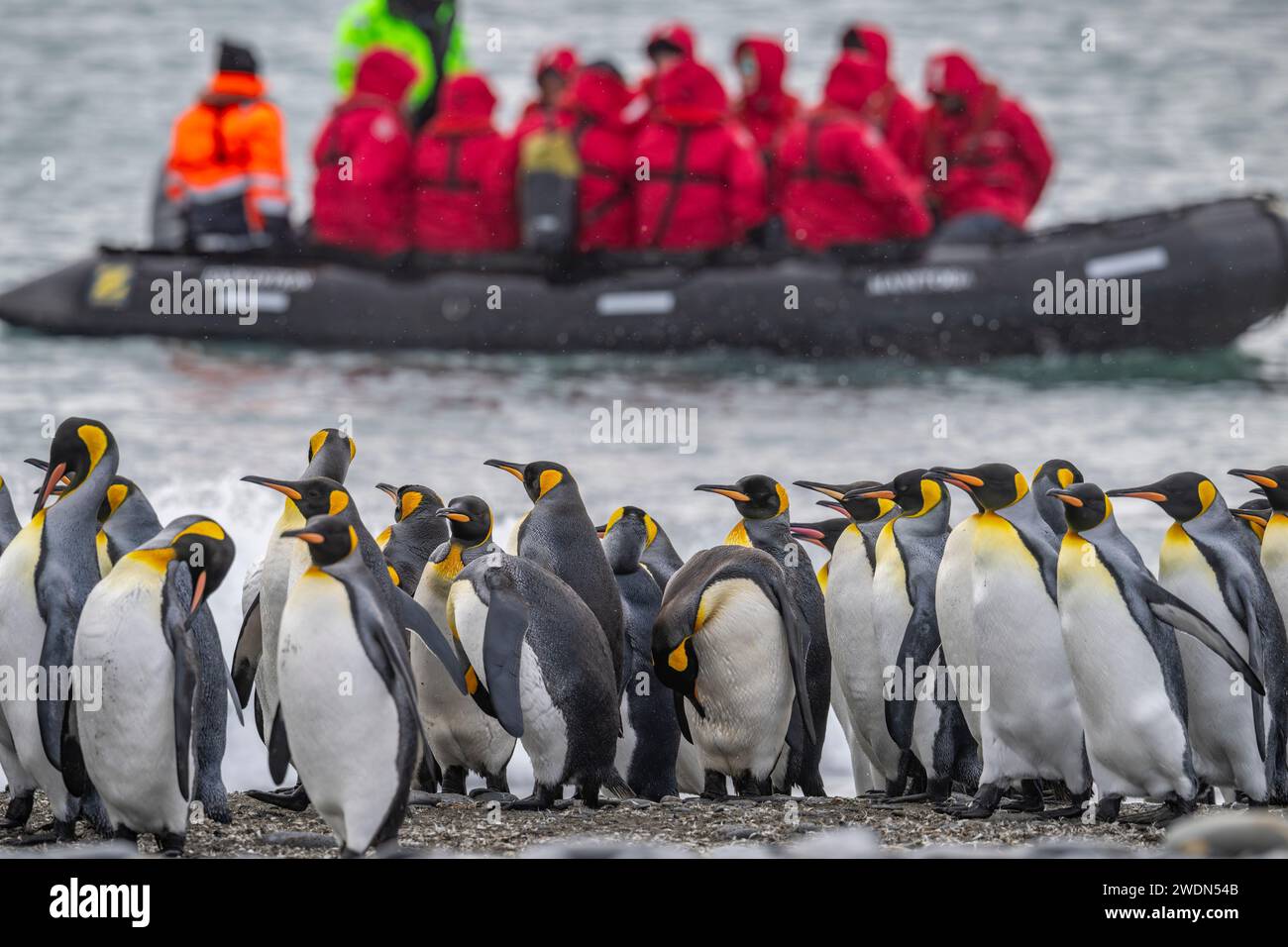 Zodiac carrying visitors, King Penguins share space with elephant and ...