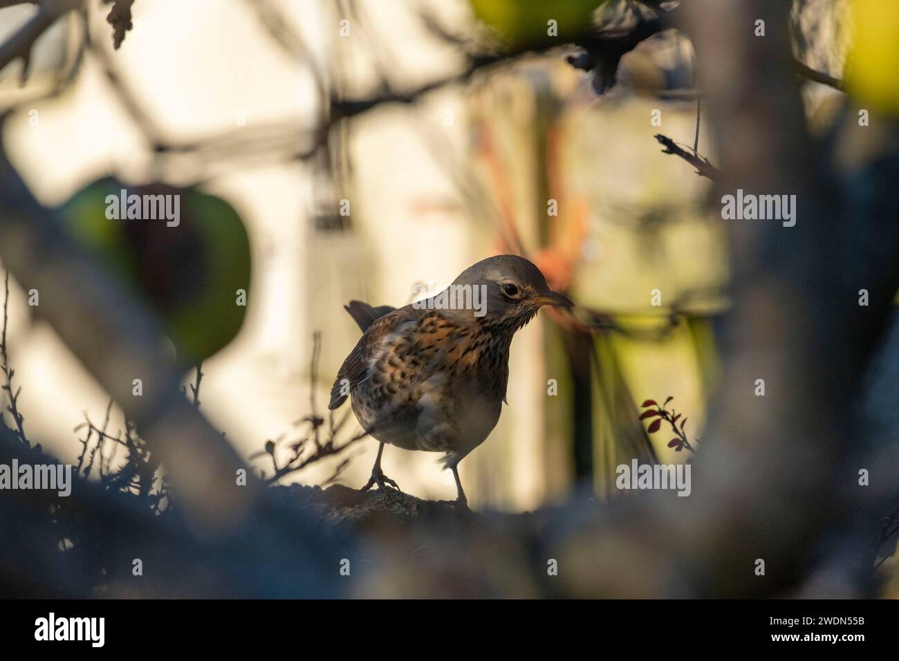 Fieldfare in sunshine hi-res stock photography and images - Alamy