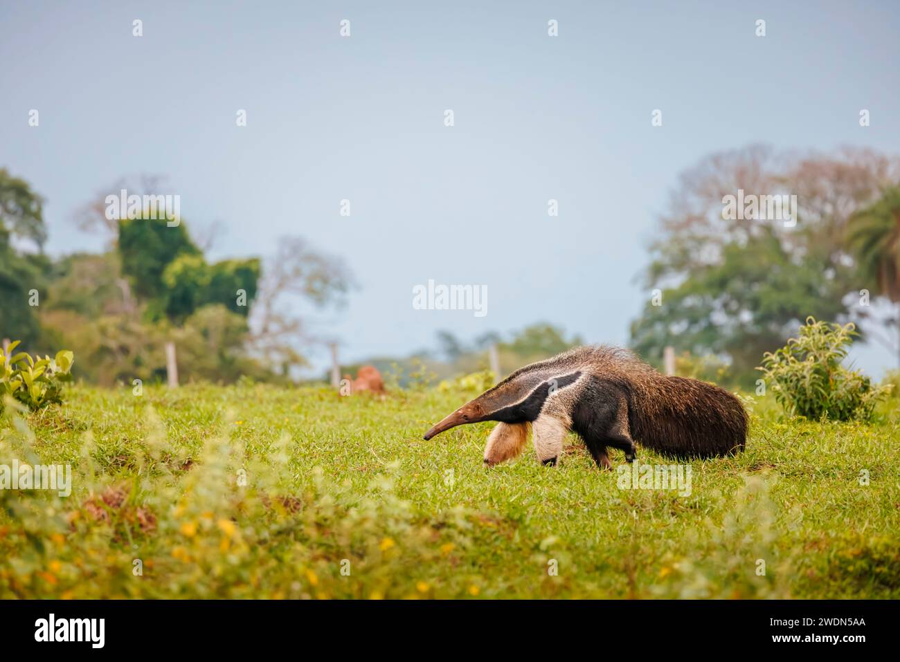 A giant anteater (Myrmecophaga tridactyla) seen at Caiman Lodge in ...