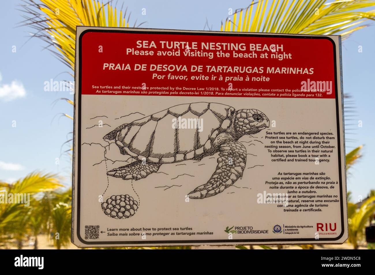 Endangered sea turtles hi-res stock photography and images - Alamy