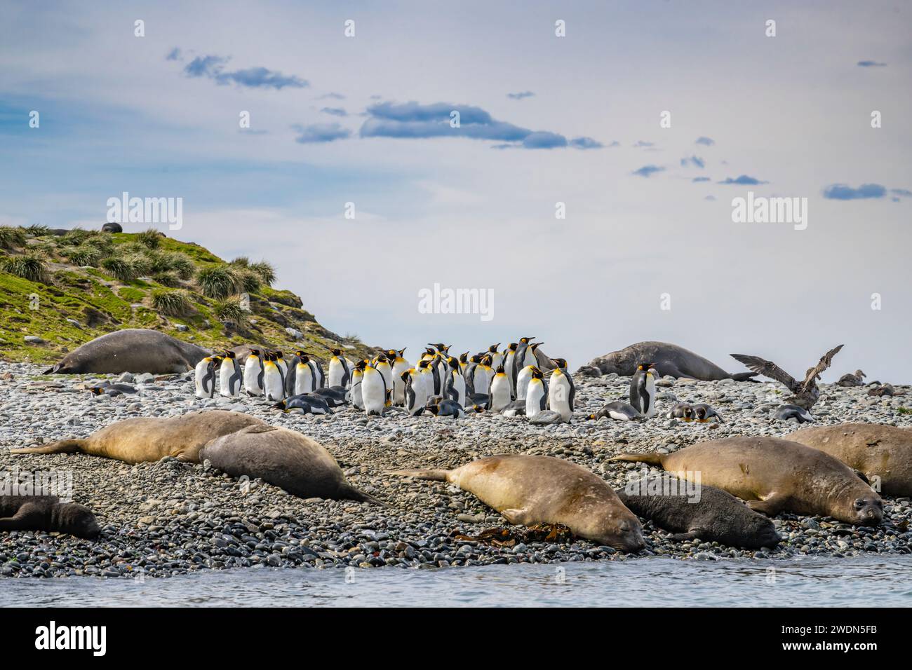 Penguins with fresh feathers standing behind elephant seals on the ...