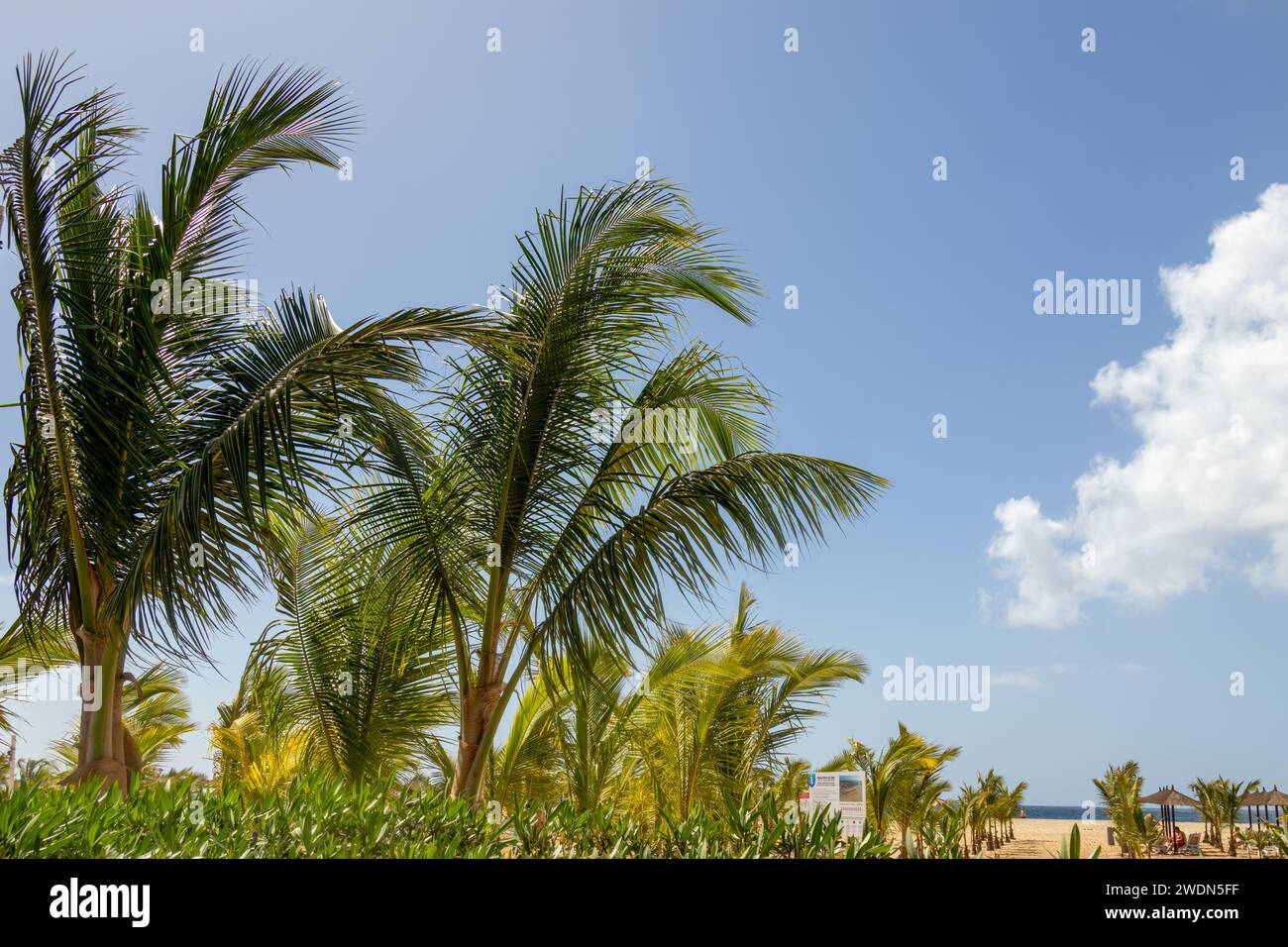 Palm trees blowing in the breeze in tropical paradise with sunshine and ...