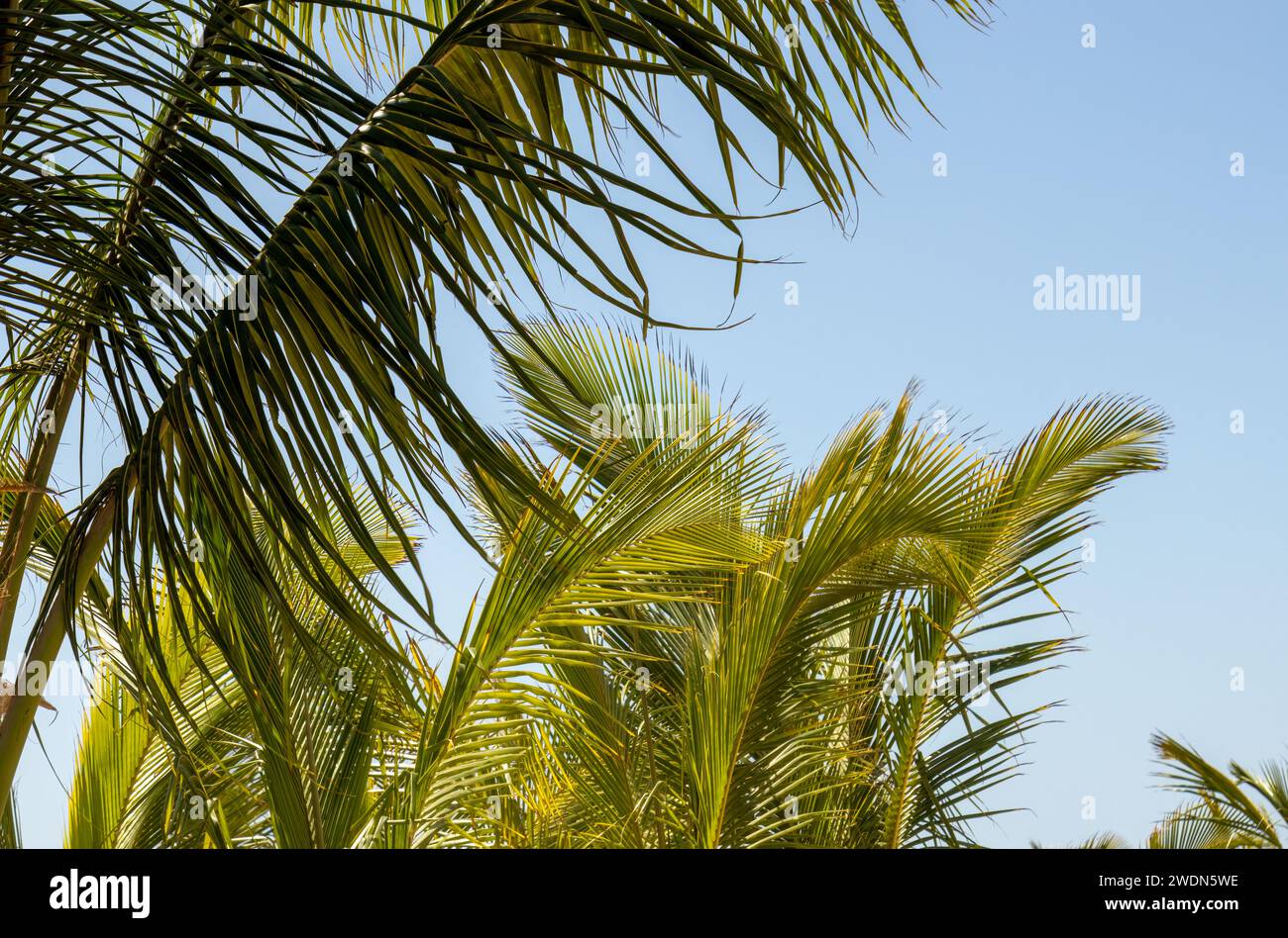 Palm trees blowing in the breeze in tropical paradise with sunshine and ...