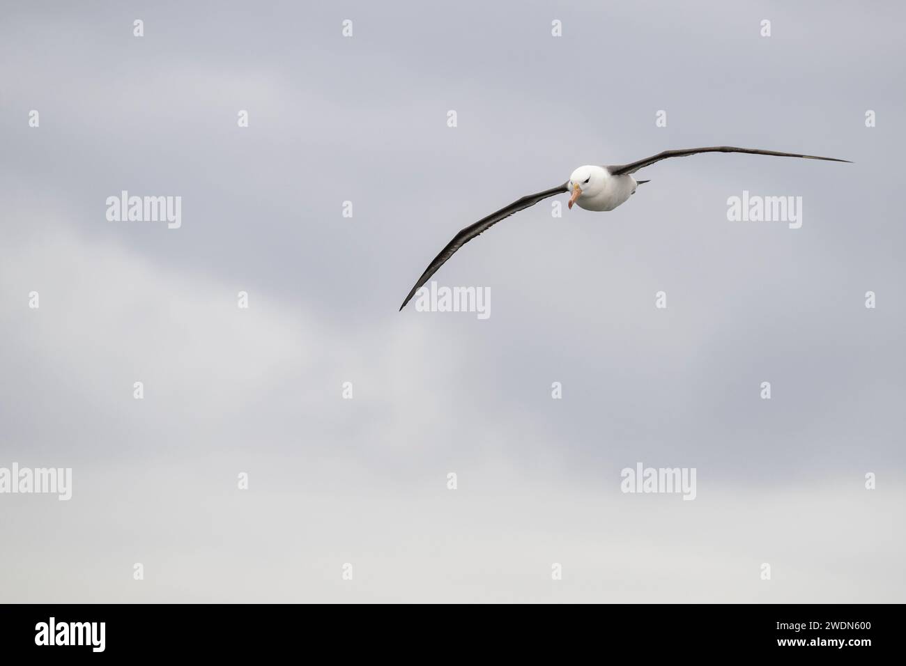 Black-Browed Albatross, Thalassarche melanophris, flying over South ...