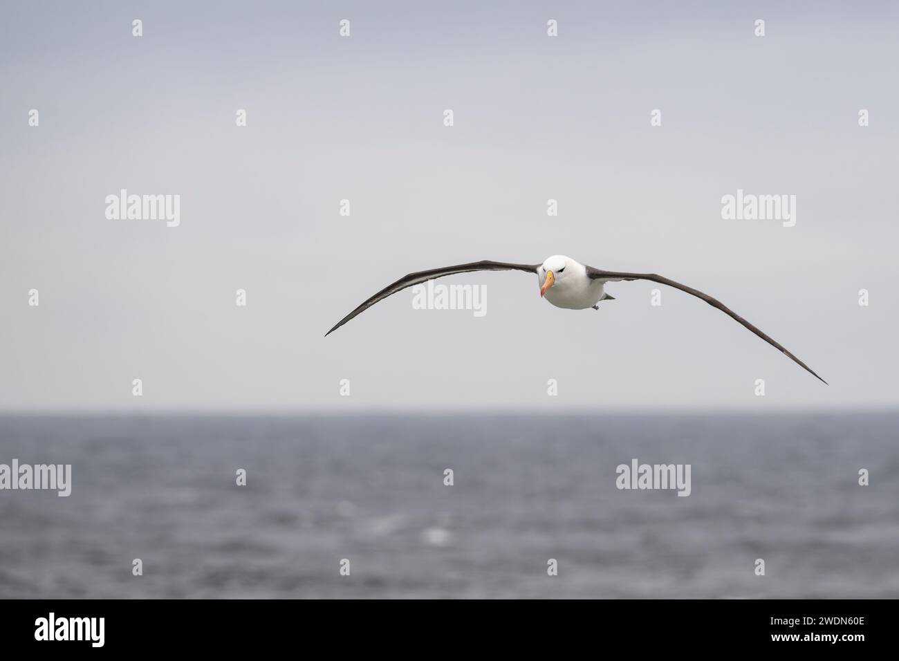 Black-Browed Albatross, Thalassarche melanophris, flying over South ...