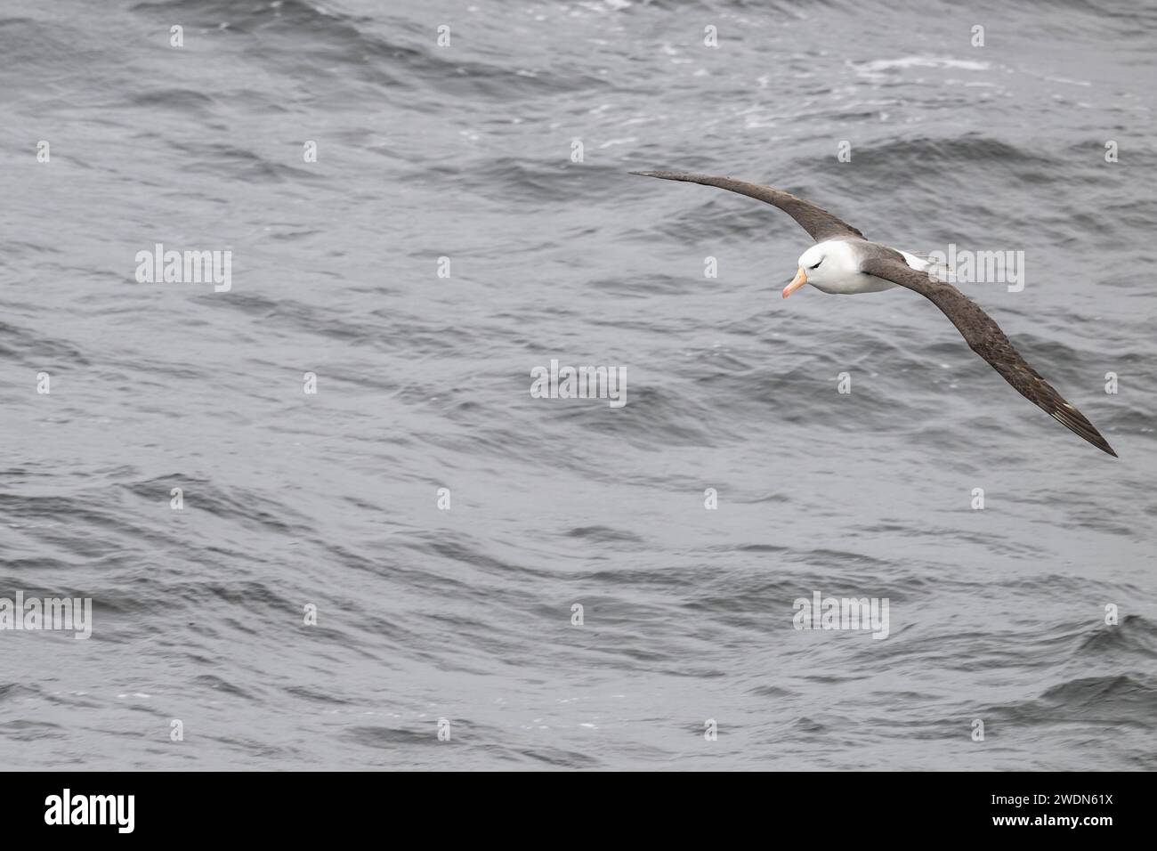 Black-Browed Albatross, Thalassarche melanophris, flying over South ...