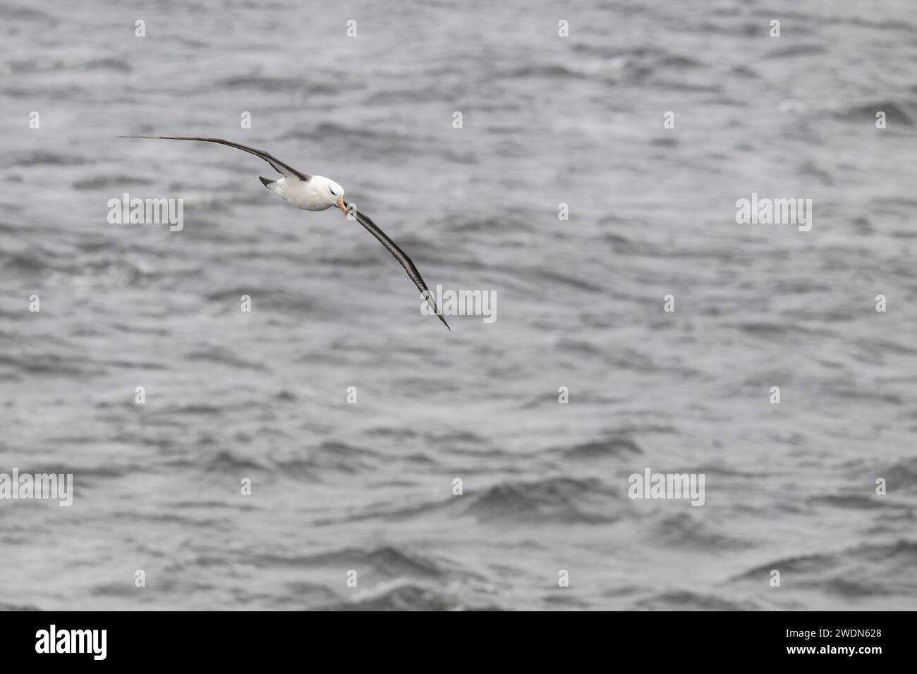 Black-Browed Albatross, Thalassarche melanophris, flying over South ...