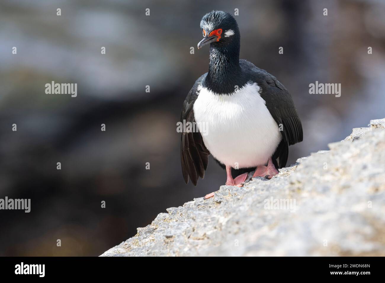 Rock Shag, Leucocarbo magellanicus, on the rocks and cliffs at breeding ...