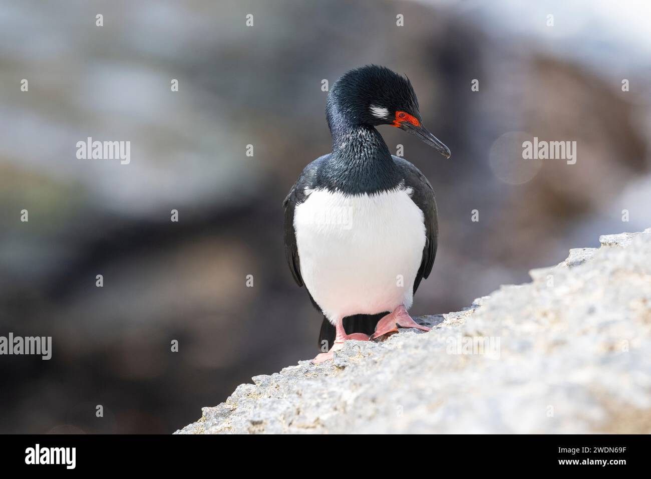 Rock Shag, Leucocarbo magellanicus, on the rocks and cliffs at breeding ...