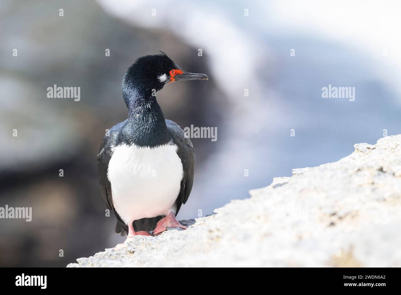 Rock Shag, Leucocarbo magellanicus, on the rocks and cliffs at breeding ...