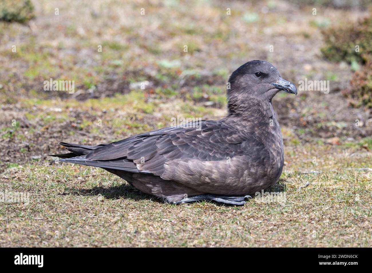 Antarctic Brown Skua, brown skua, Stercorarius antarcticus, nesting at grassy area on Bleaker ...