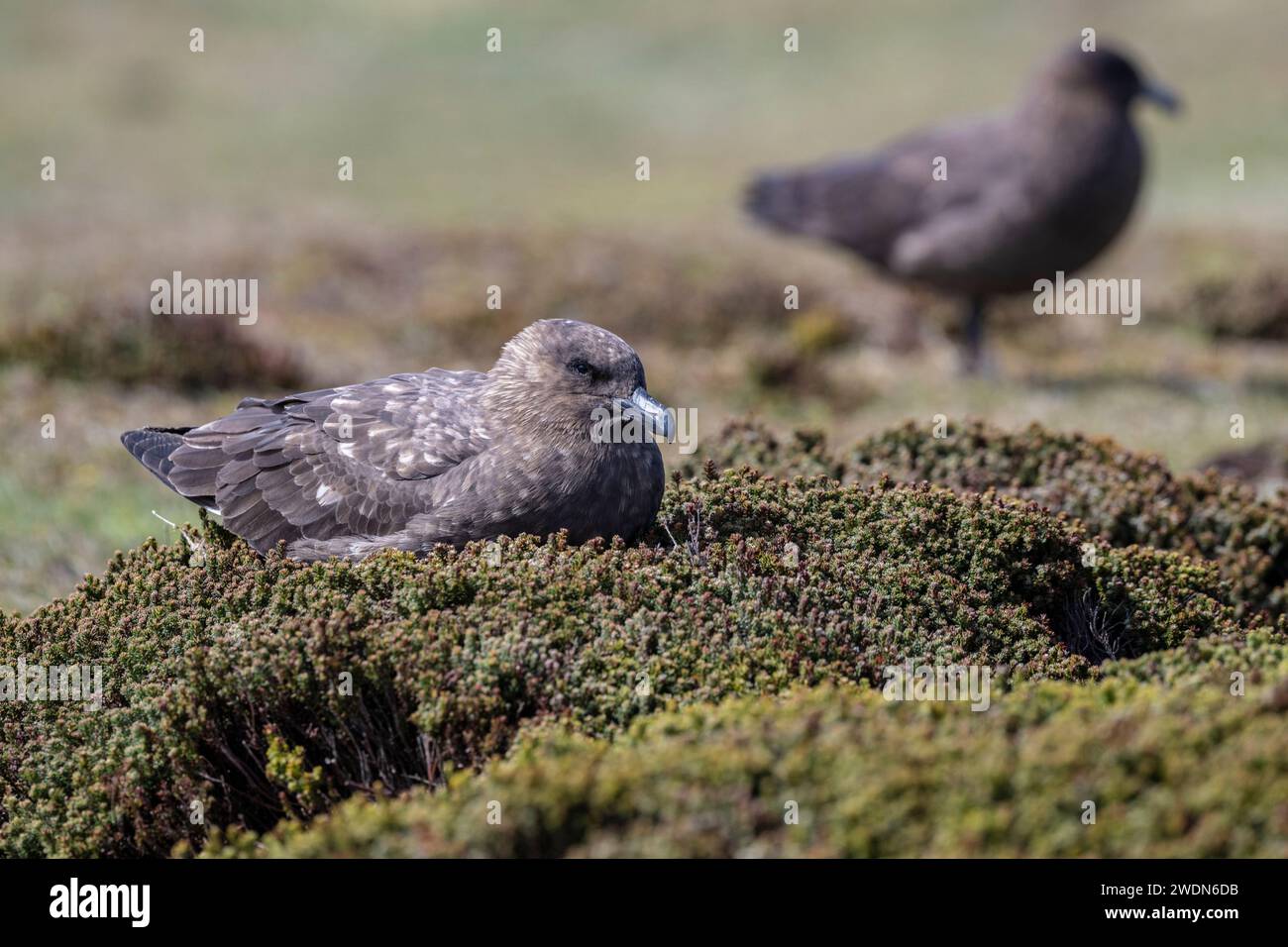 Antarctic Brown Skua, brown skua, Stercorarius antarcticus, nesting at grassy area on Bleaker ...