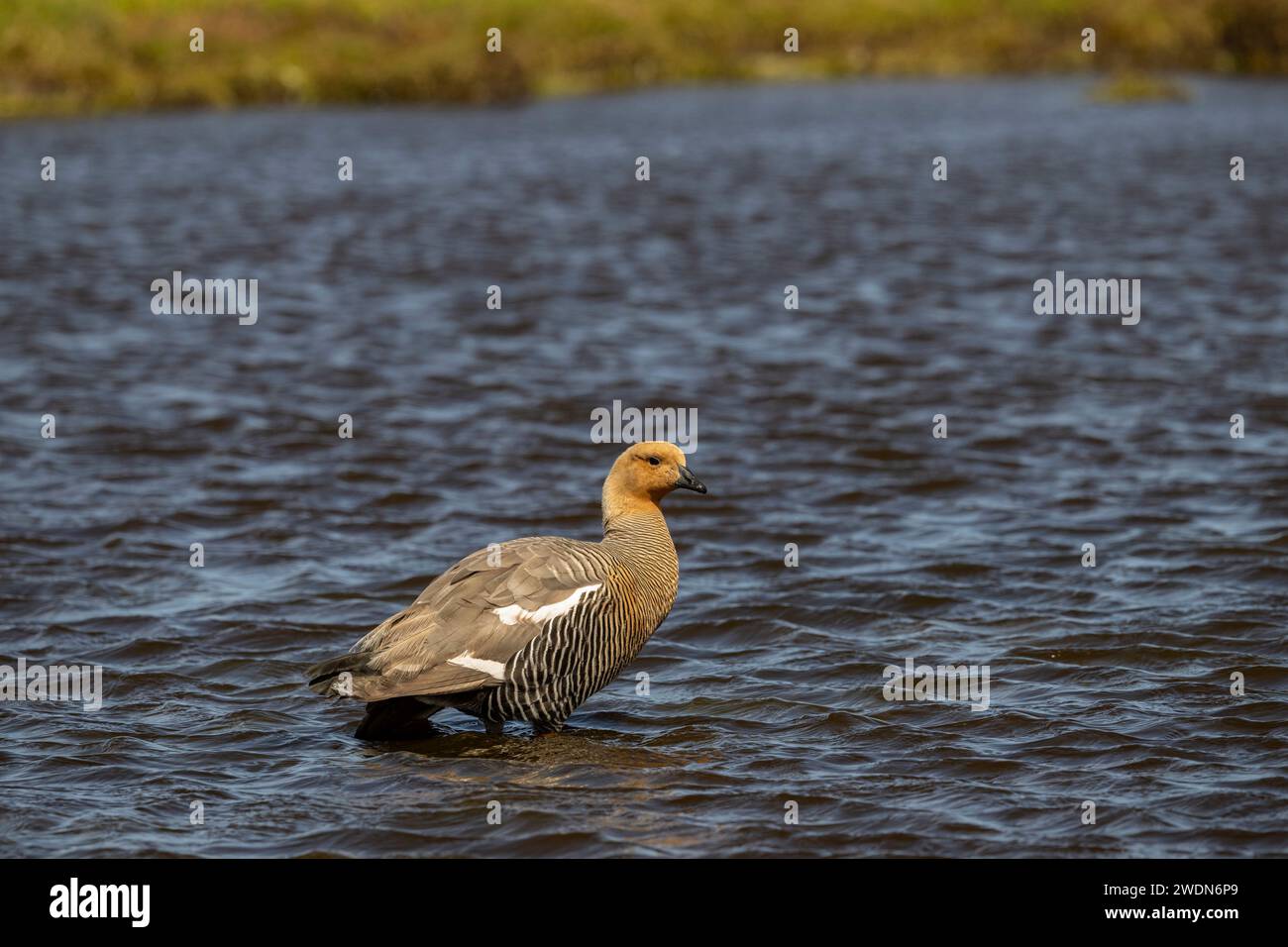 Female Upland goose, Chloephaga picta, on Bleaker Island, Falkland ...