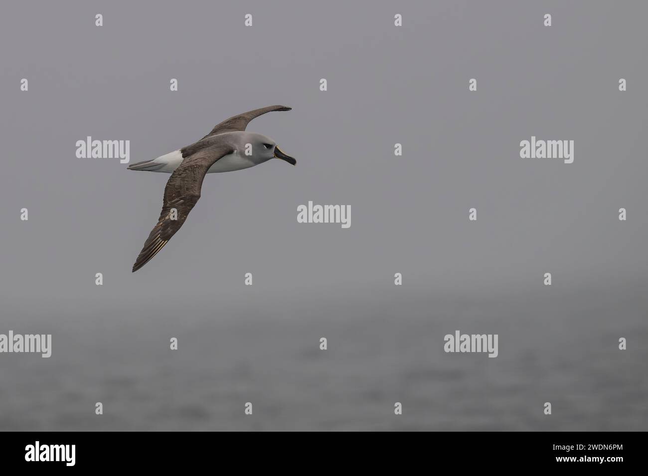Gray-Headed Albatross, grey, headed, albatross, Thalassarche ...